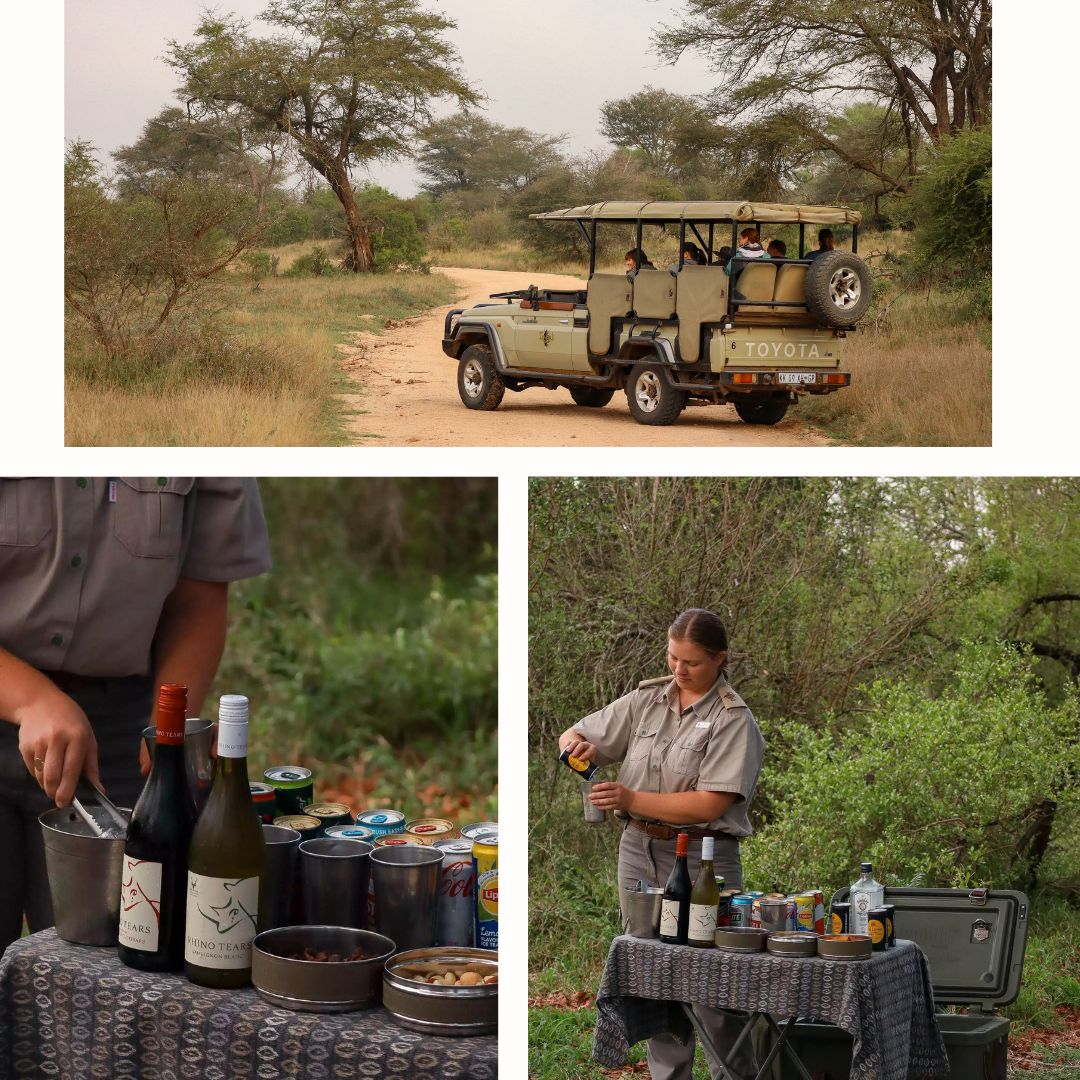 Safari au Parc Kruger : guide pratique et conseils (2026)